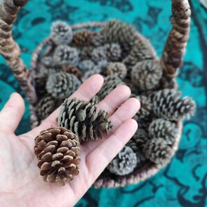 East Tx Pinecones - Etsy