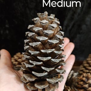 East Tx Pinecones - Etsy