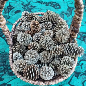 East Tx Pinecones - Etsy