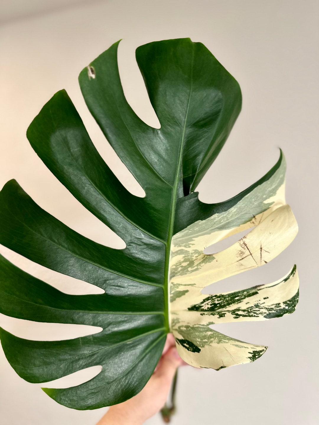 Monstera Albo, Variegated Monstera, Single Leaf Cutting, US Grower ...