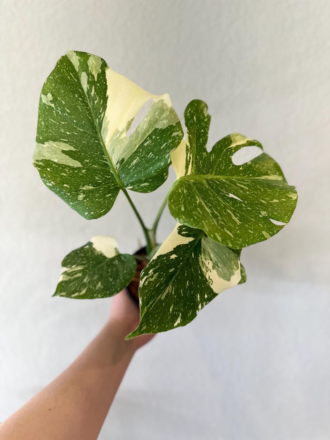Monstera Thai Constellation, Thai Constellation, Monstera, Rooted Plant ...