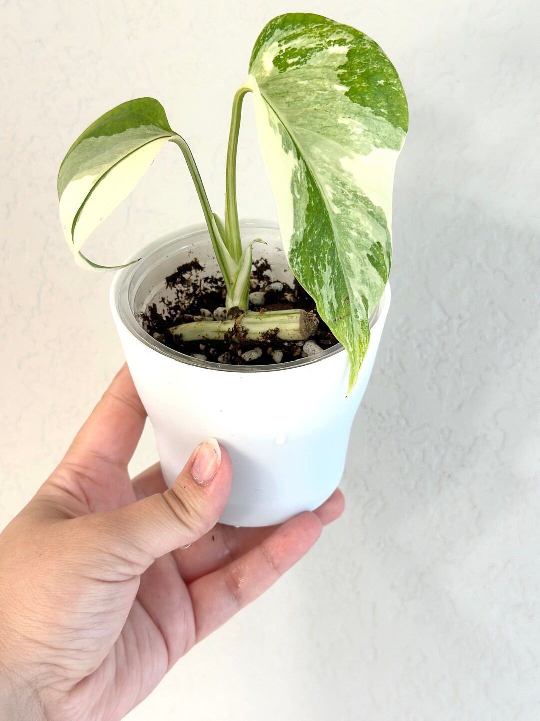 Small Variegated Monstera Albo Premium High White - Etsy