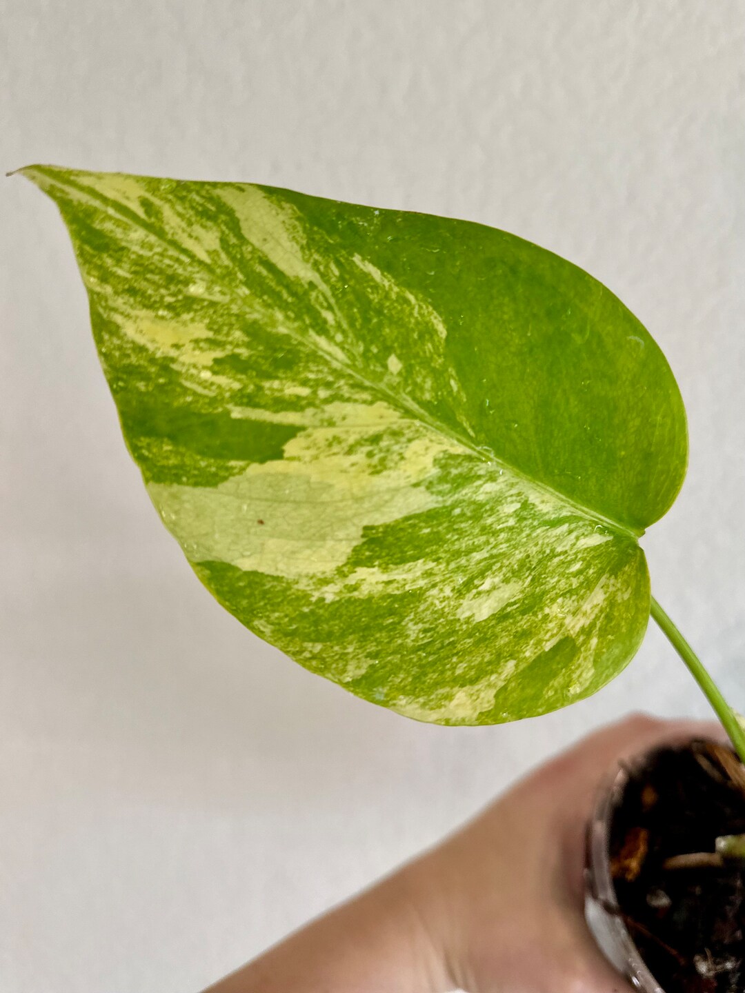 Monstera Aurea, Variegated Monstera, Aurea, Monstera, Rare Plant, US ...