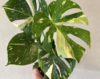 Monstera Thai Constellation, Thai Constellation, Monstera, Rooted Plant ...