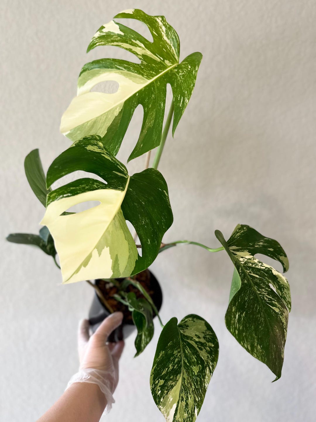 Variegated Monstera Albo, Established Plant, US Seller, Houseplant ...