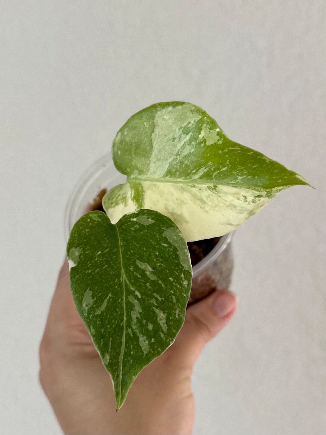 White Snow, Creme Brulee Mutation, Monstera Thai Constellation White ...