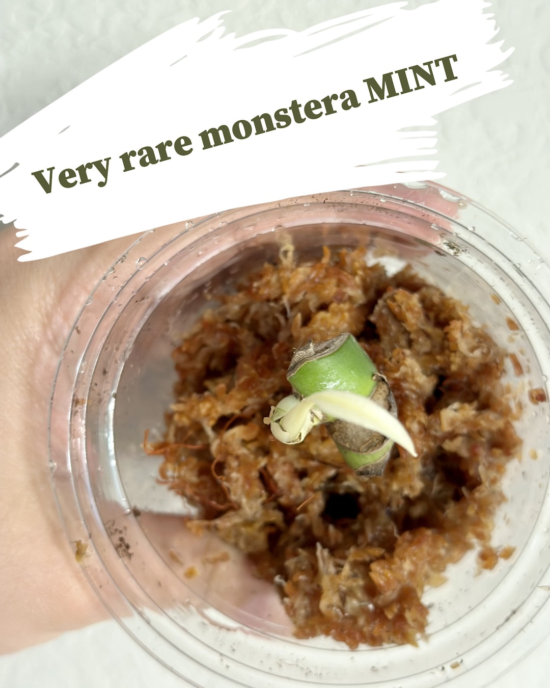 Monstera Mint RARE Monstera Monstera Mint Node Monstera - Etsy