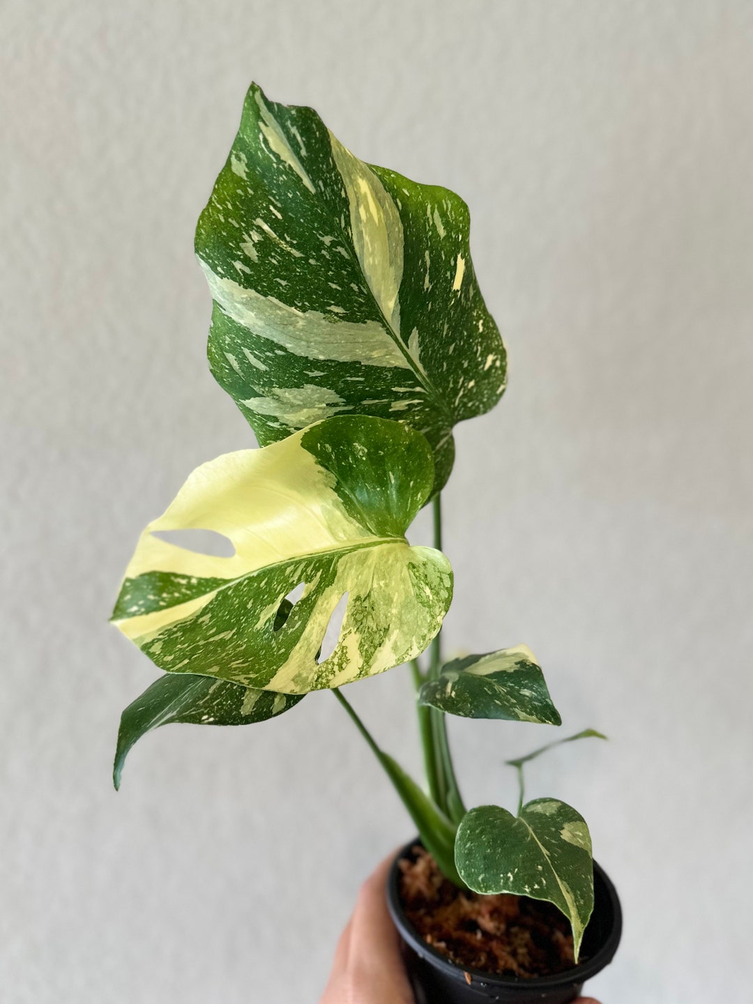 Monstera Thai Constellation, Thai Constellation, Monstera, Low ...
