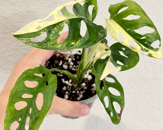Monstera Adansonii Japanese , Adansonii Tricolor, Monstera, Swiss ...