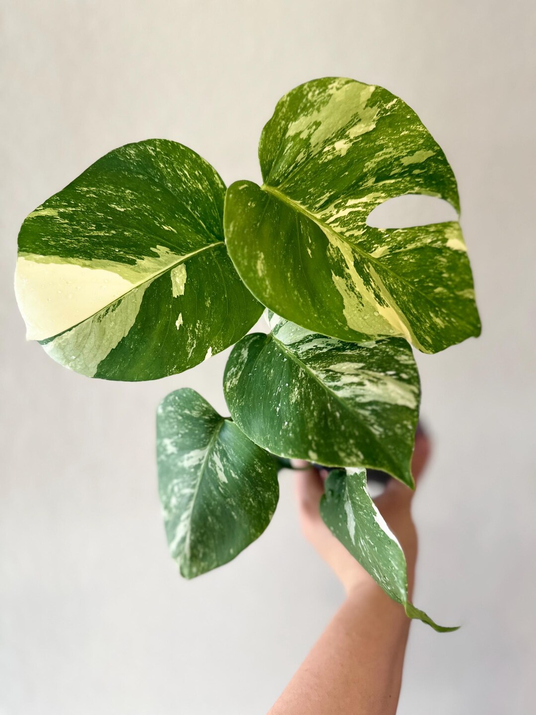 Variegated Monstera Albo, Monstera, High White Variegation, Rooted and ...