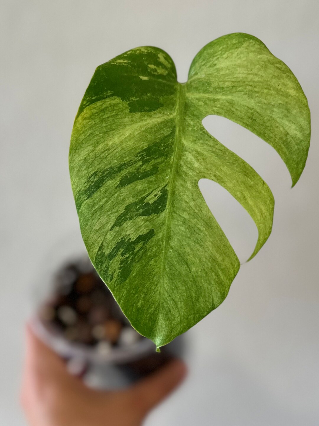Monstera Mint, Rare, Variegated Monstera, Monstera Mint Rooted Cutting ...