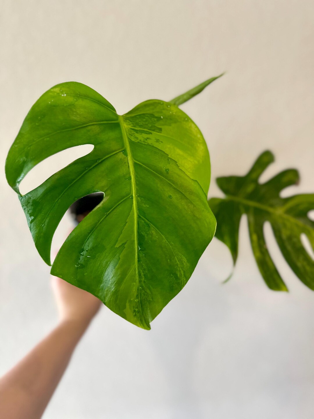 Monstera Aurea, Variegated Monstera, Highly Variegated, Aurea, Monstera ...