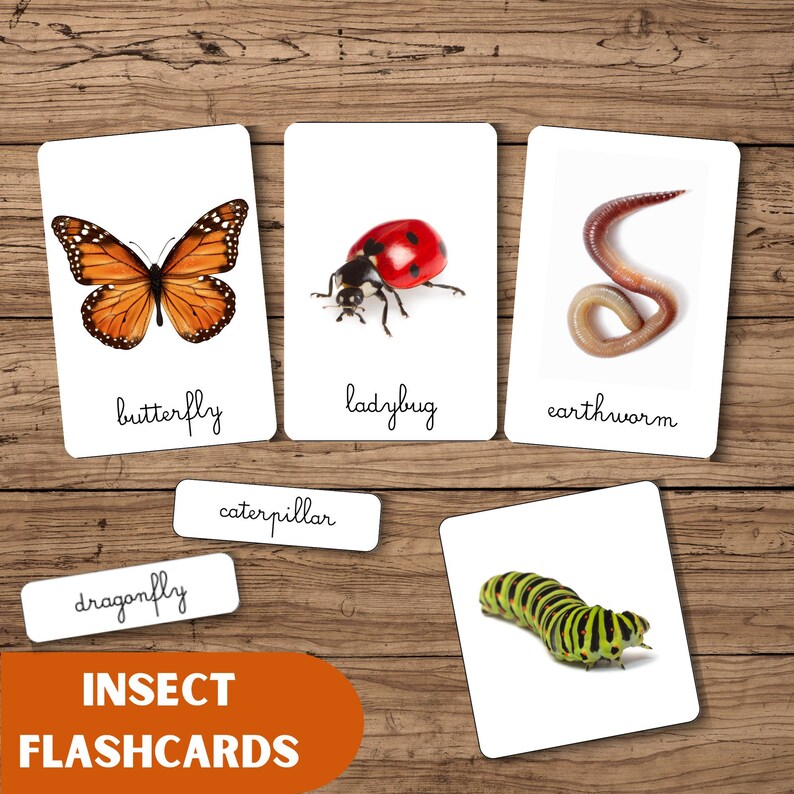 Insect Flashcards - Etsy