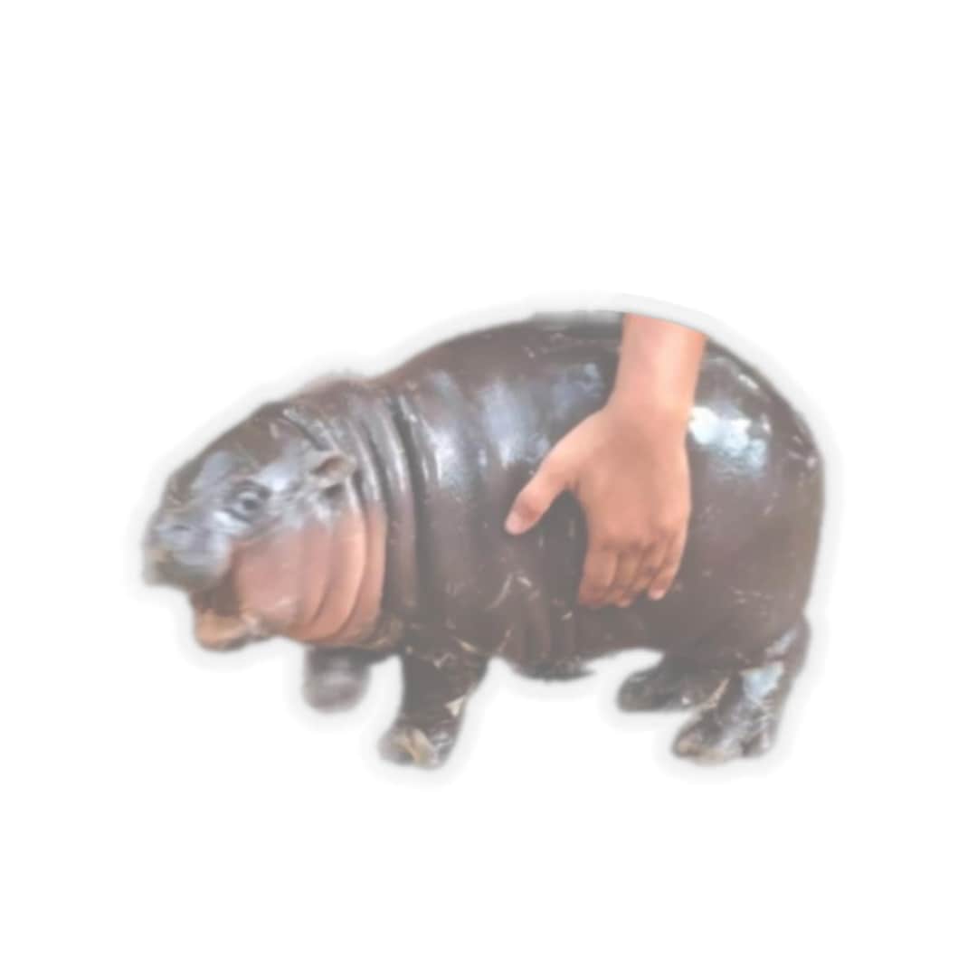 Moo Deng Baby Pygmy Hippo Meme Bite Biting Leg Sticker - Etsy