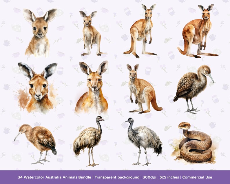 34 Watercolor Australia Animals Clipart - Kangaroos, Koala, Crocodile ...