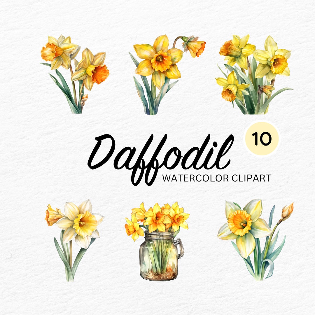 Watercolor Daffodil Clipart - PNG Instant Digital Download for ...