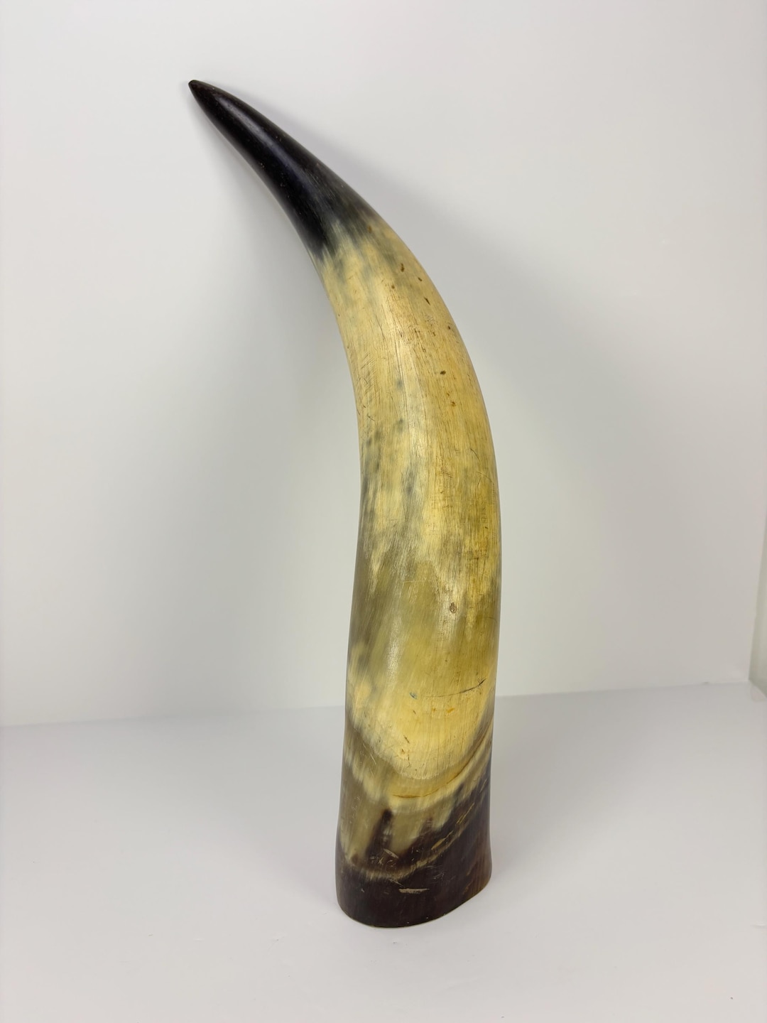 Vintage Cow Horn Decor 38cm Natural Horn Rustic Farmhouse - Etsy