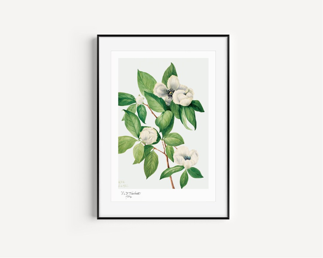 Walcott Famous Artist Flower Art Print, Flower Printable Wall Art ...