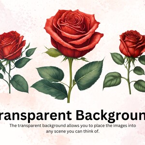 Red Rose With Vines Transparent Background Png Bundle 11 Premium Images ...
