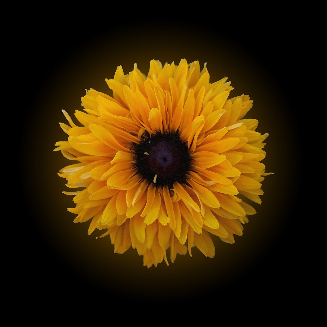 Golden Sun Flower Picture - Floral Art - Ready to Hang Fine Art Photo ...