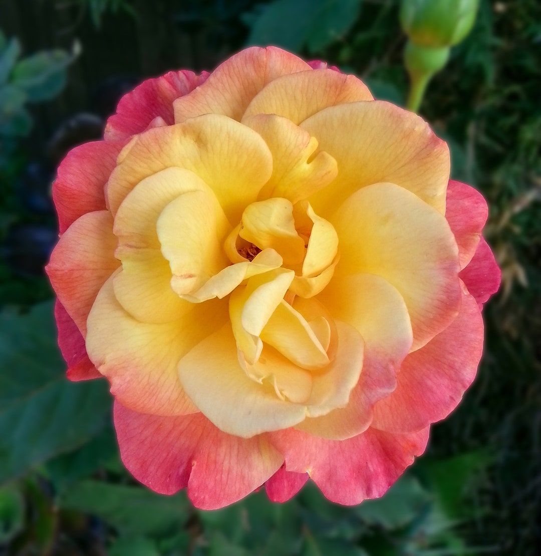 Peace Rose Flower Picture - Floral Art - Ready to Hang Fine Art Photo ...