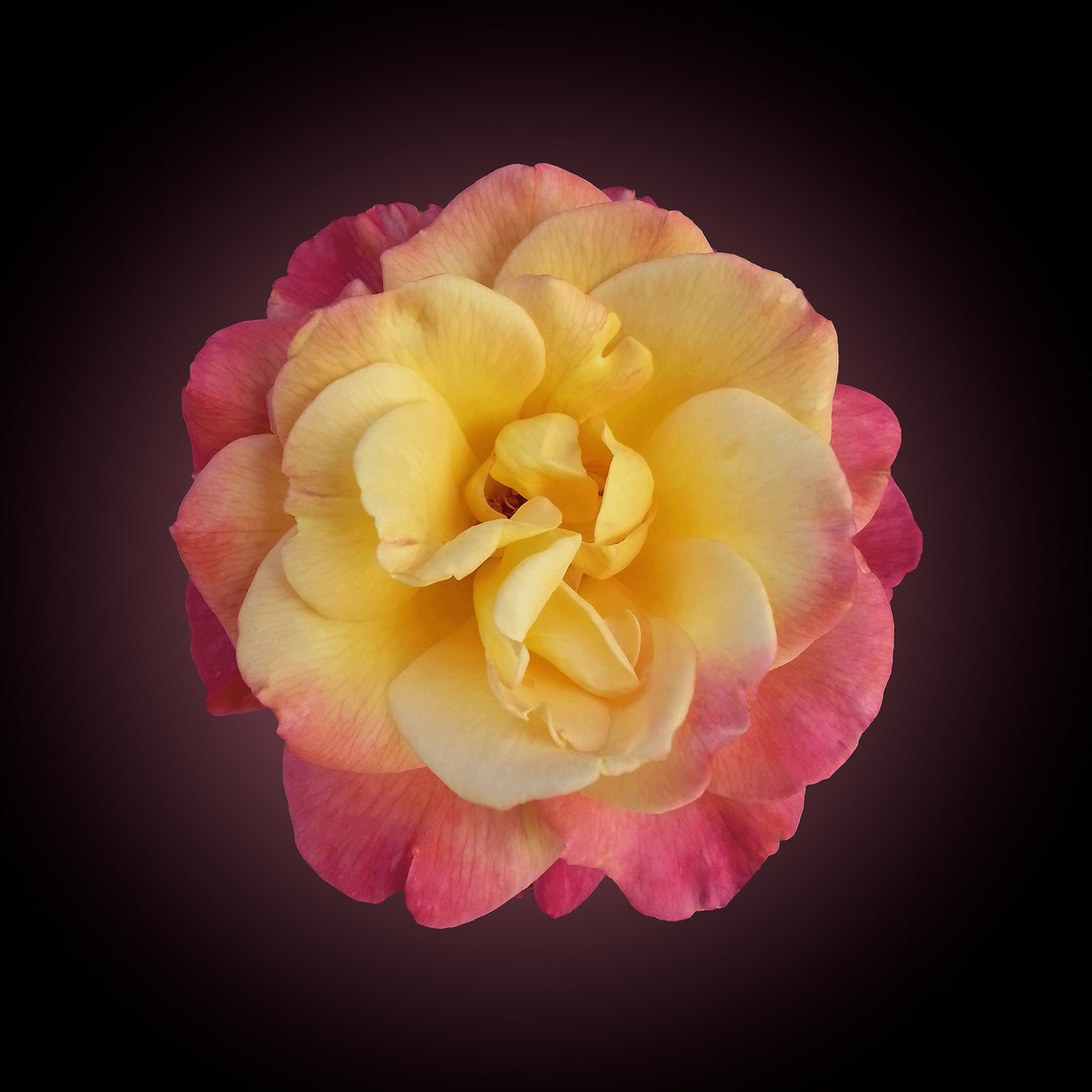 Peace Rose Flower Picture - Floral Art - Ready to Hang Fine Art Photo ...