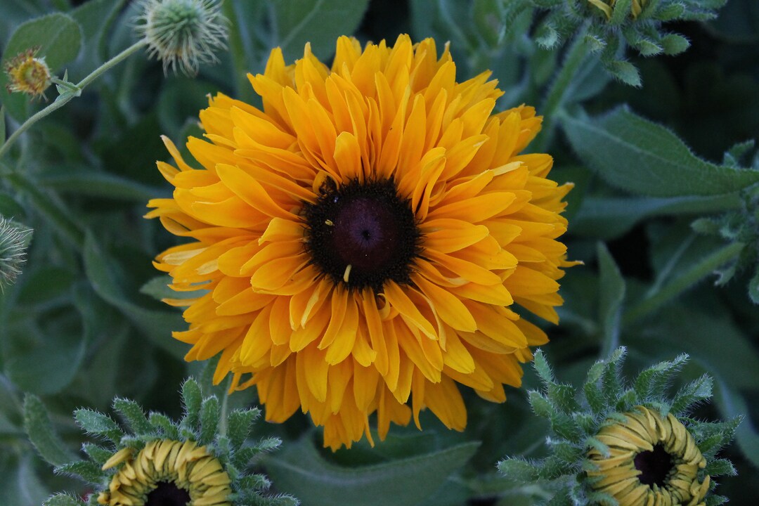Golden Daisy Flower Picture Floral Wall Art, Gifts, Photo Print, Fine ...
