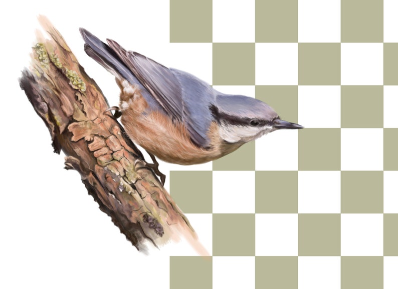 Eurasian Nuthatch Digital Drawing for Printing and Crafting - Etsy