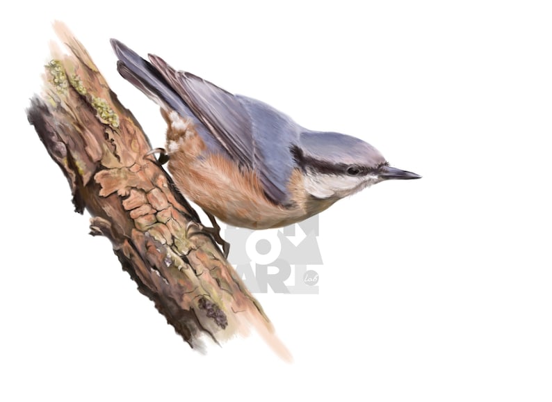 Eurasian Nuthatch Digital Drawing for Printing and Crafting - Etsy