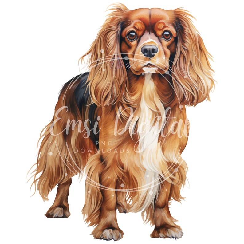 Cavalier King Charles Spaniel Clipart | High-quality Transparent PNG ...