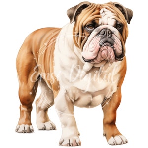 British Bulldog Clipart | High-quality Transparent PNG | Watercolor ...