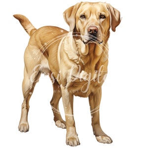 Yellow Labrador Clipart | High-quality Transparent PNG | Watercolor Dog ...