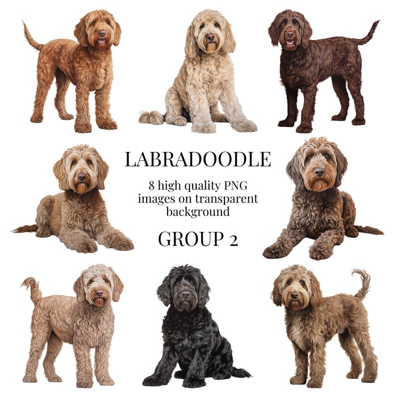 Labradoodle Clipart | High-quality Transparent PNG | Watercolor Dog ...