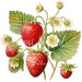 Botanical Strawberry Clipart | High-quality Transparent PNG ...