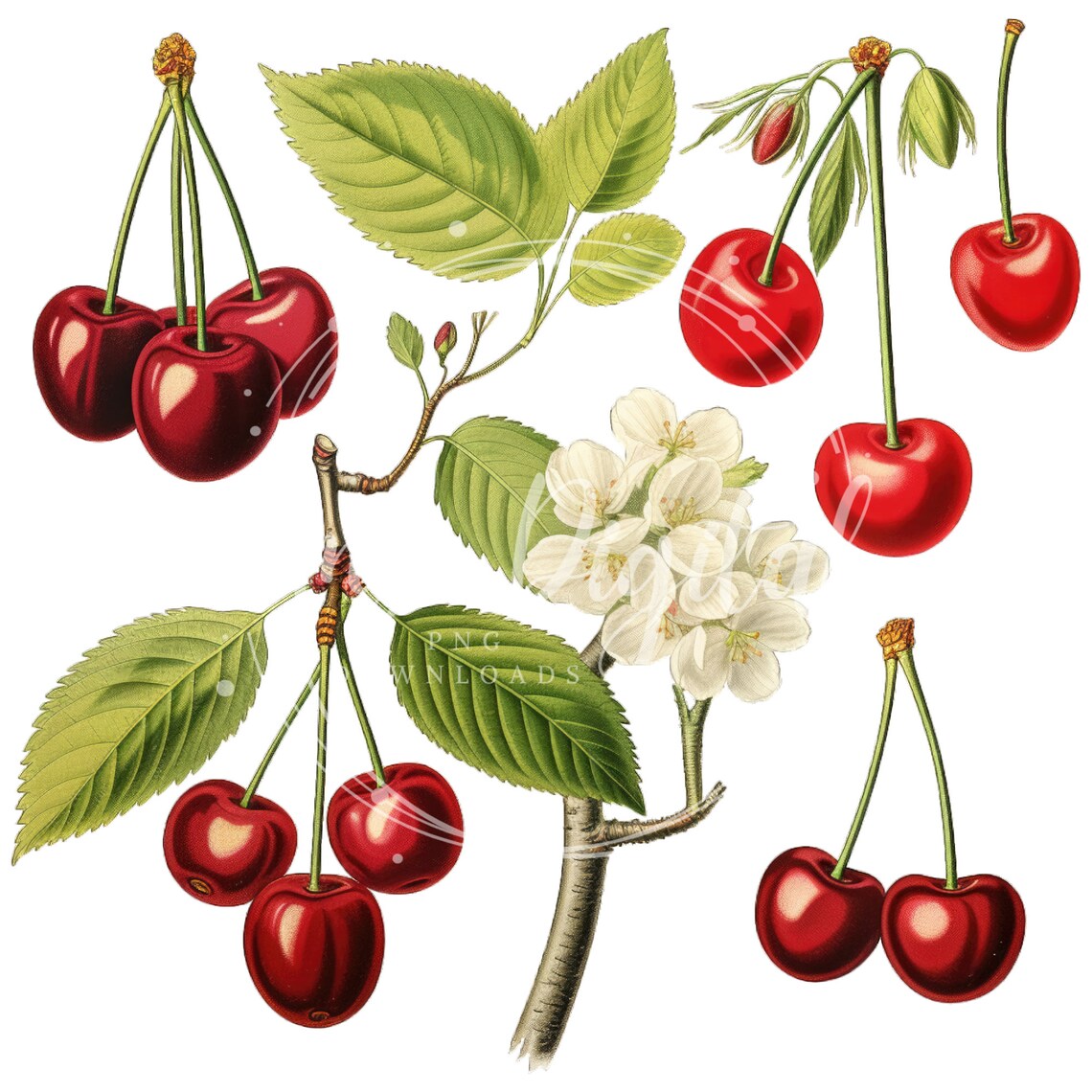 Botanical Cherry Clipart | High-quality Transparent PNG | Watercolor ...