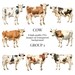 Cow Clipart | Transparent PNG | High-quality Watercolor Illustration ...