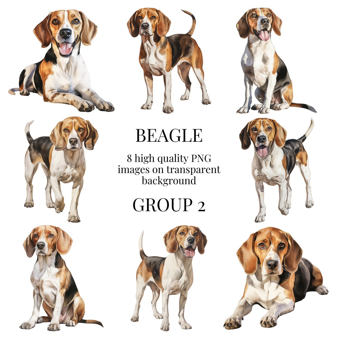 Beagle Clipart | High-quality Transparent PNG | Watercolor Hunting Dog ...