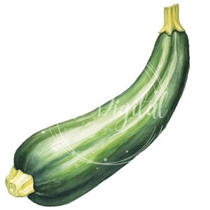 Vegetable Clipart | Transparent PNG | High-quality Watercolor ...