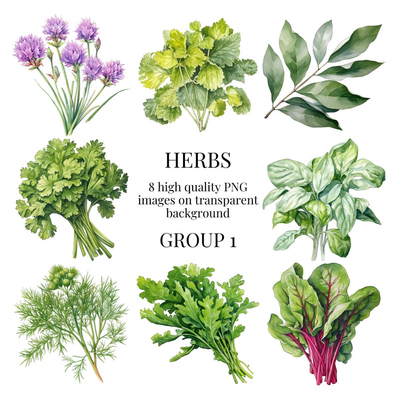 Herbs Clipart | Transparent PNG | High-quality Watercolor Illustration ...