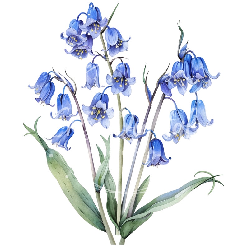 Bluebell Clipart | Transparent PNG | High-quality Watercolor ...