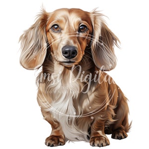Long Haired Dachshund Clipart | High-quality Transparent PNG ...