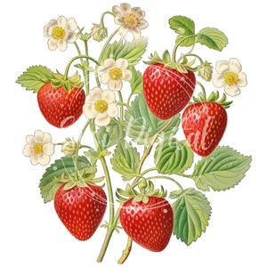 Botanical Strawberry Clipart | High-quality Transparent PNG ...