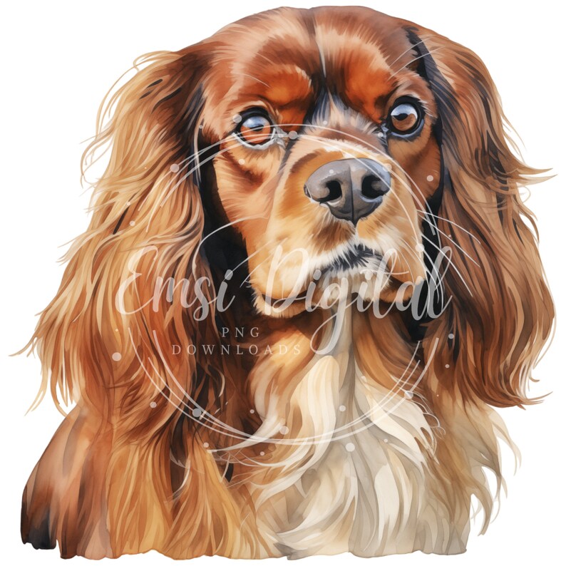 Cavalier King Charles Spaniel Clipart | High-quality Transparent PNG ...