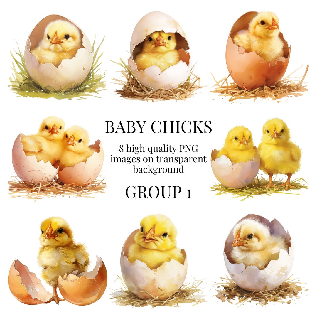Baby Chick Clipart | High-quality Transparent PNG | Watercolor ...