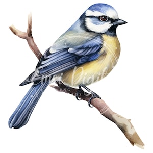 Blue-tit Clipart | High-quality Transparent PNG | Watercolor ...