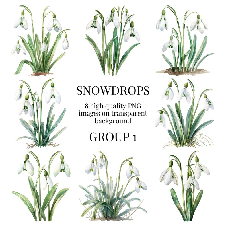 Snowdrops Clipart Transparent PNG High-quality Watercolor Illustration ...