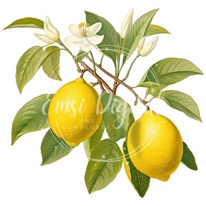 Botanical Lemon Clipart | High-quality Transparent PNG | Watercolor ...