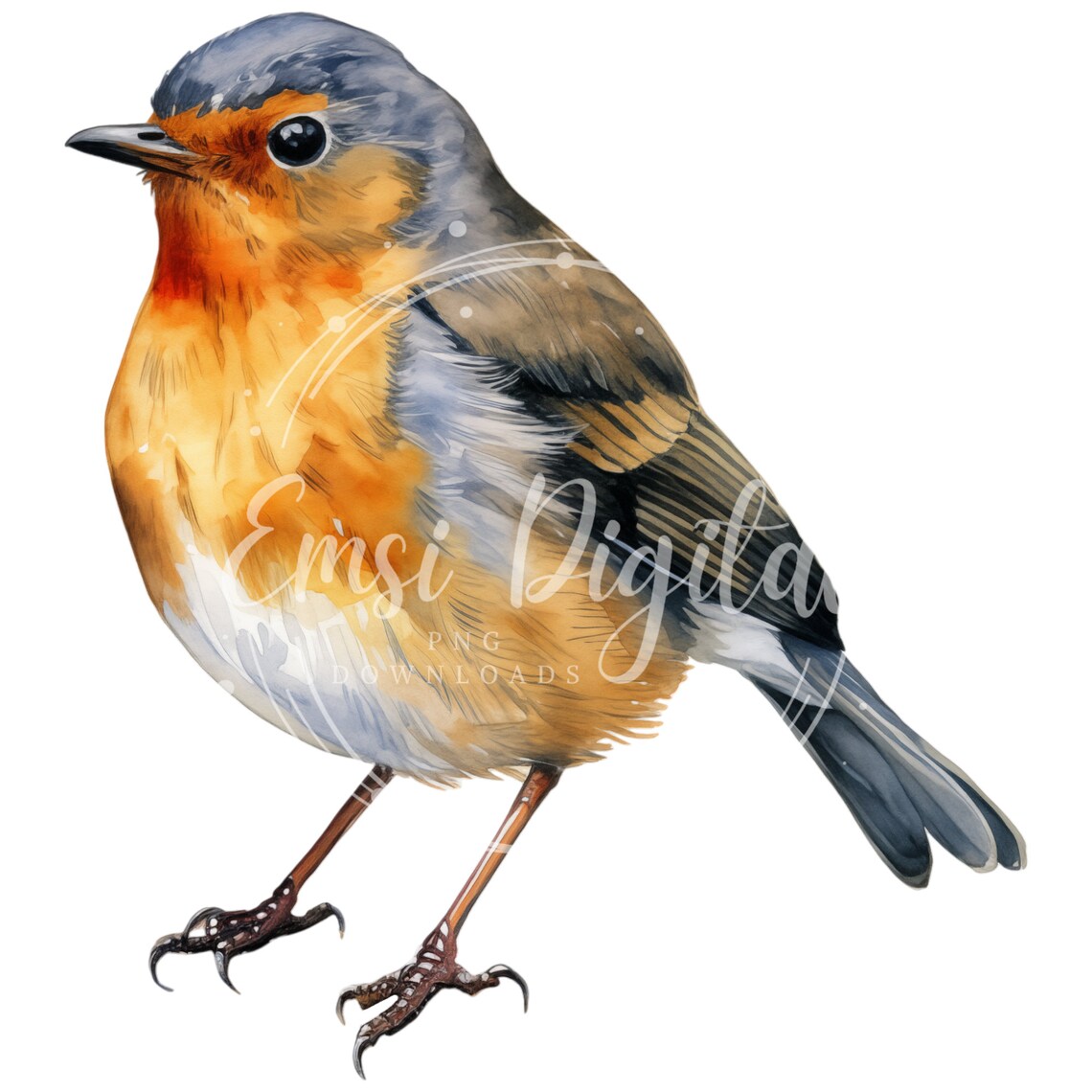 Robin Clipart | High-quality Transparent PNG | Watercolor Bird ...