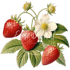 Botanical Strawberry Clipart | High-quality Transparent PNG ...