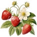 Botanical Strawberry Clipart High-quality Transparent PNG Watercolor ...